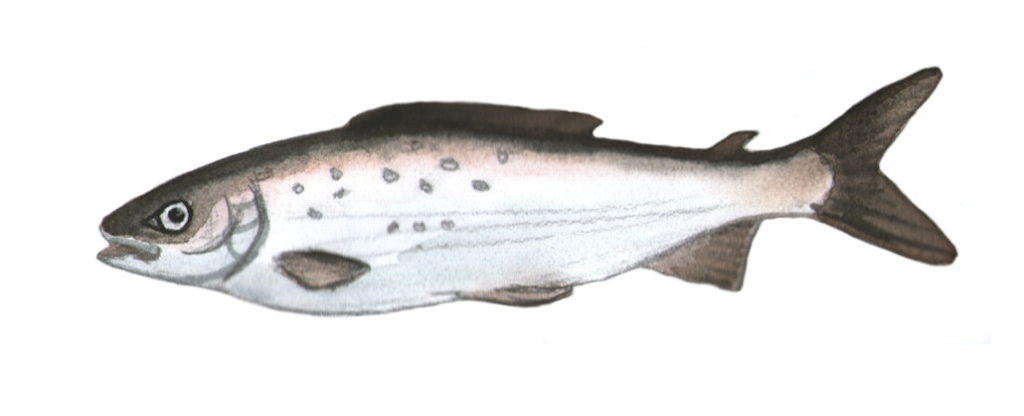 Die Äsche ⇒ Infos zum Mitbewohner vieler Forellengewässer