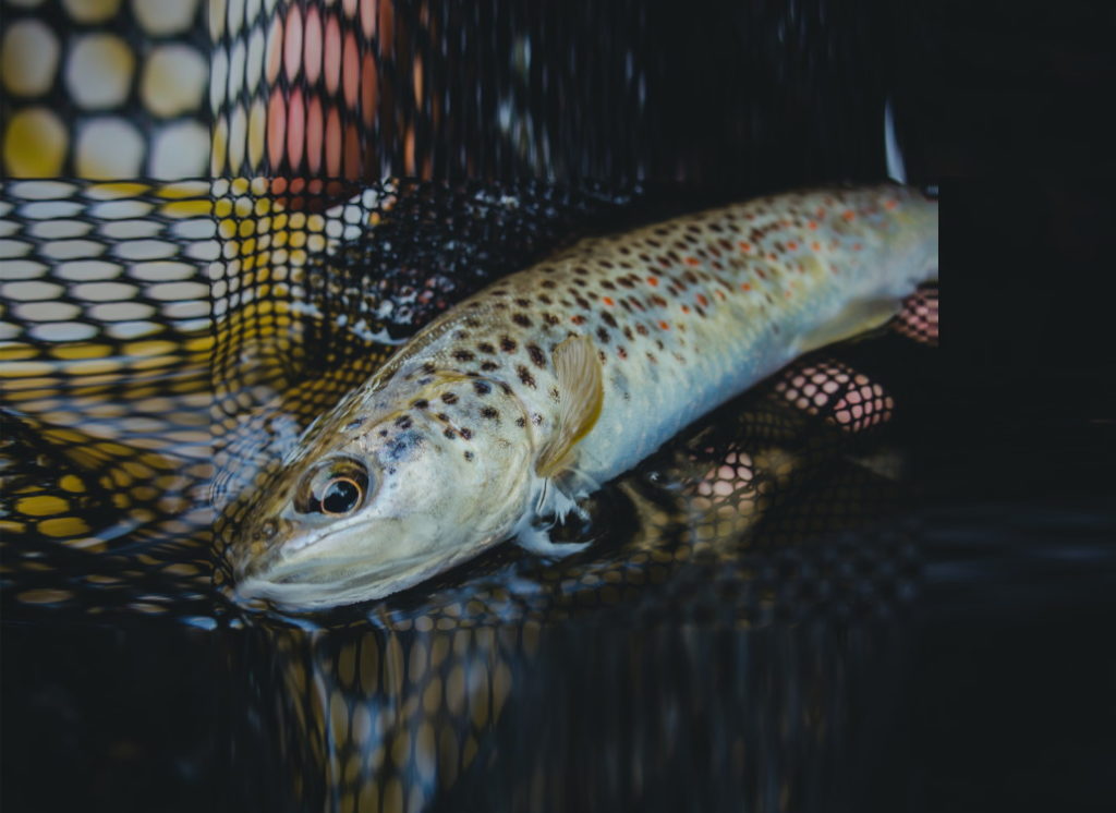 Die Äsche ⇒ Infos zum Mitbewohner vieler Forellengewässer