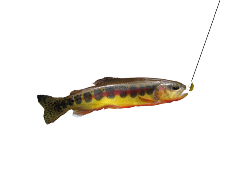 Erfolgreich auf Goldforelle angeln ⇒ Der Köder machts!!!