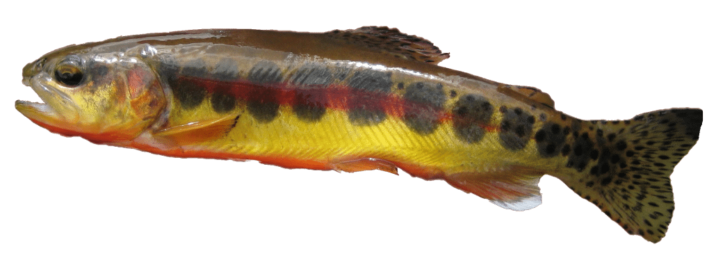 Erfolgreich auf Goldforelle angeln ⇒ Der Köder machts!!!